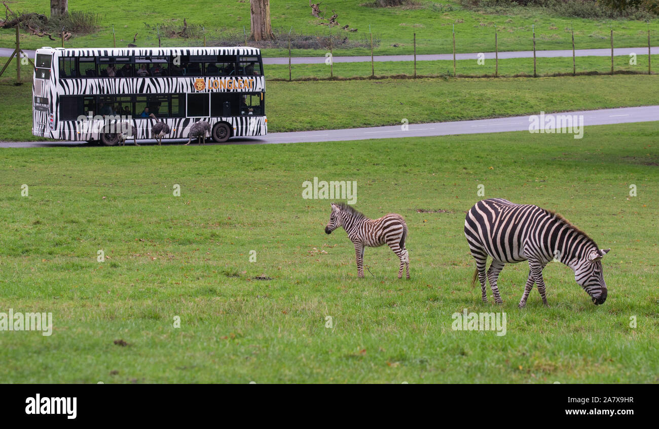 Longleat Safari Park in Wiltshire, UK Stock Photo - Alamy
