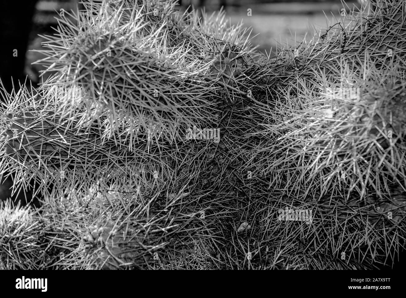 Cholla Cactus Needles Stock Photo - Alamy