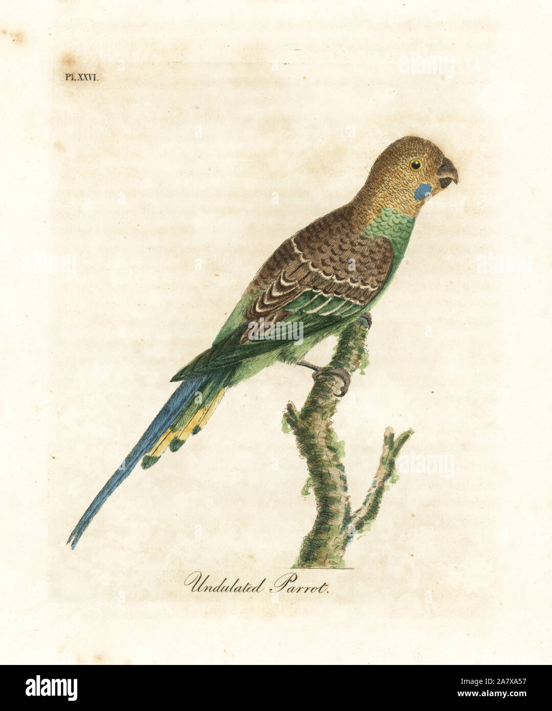 Budgerigar melopsittacus undulatus undulated hi-res stock photography ...