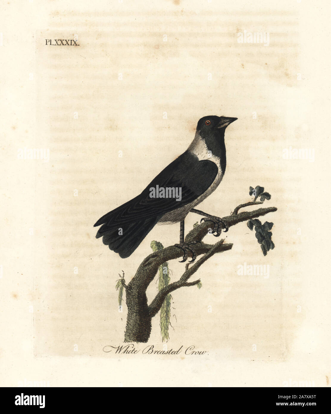 White breasted crow hi-res stock photography and images - Alamy