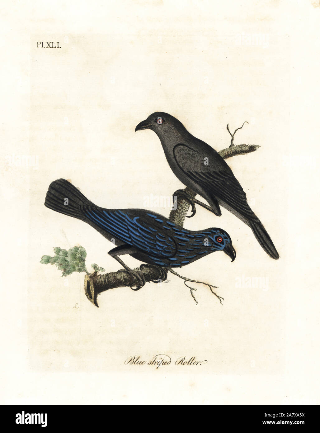 Striated starling, Aplonis striata (Blue-striped roller, Coracias ...
