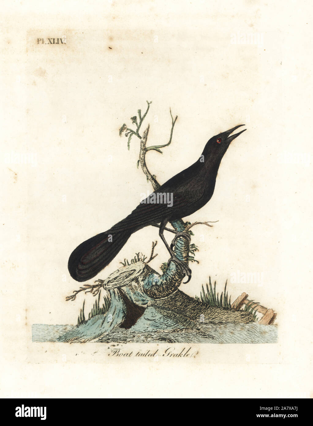 Boat-tailed grackle, Quiscalus major (Boat-tailed grakle, Gracula ...