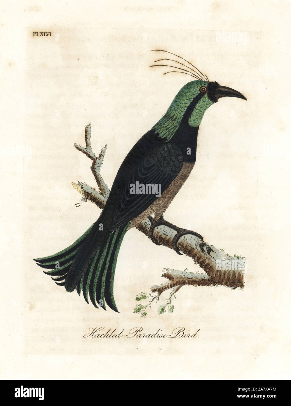 Hackled paradise bird hi-res stock photography and images - Alamy