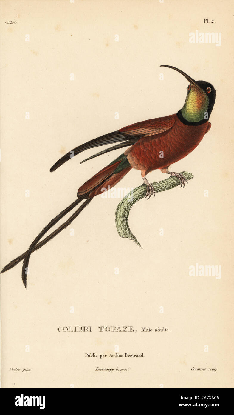 Crimson topaz, Topaza pella (Trochilus pella). Adult male. Handcolored ...
