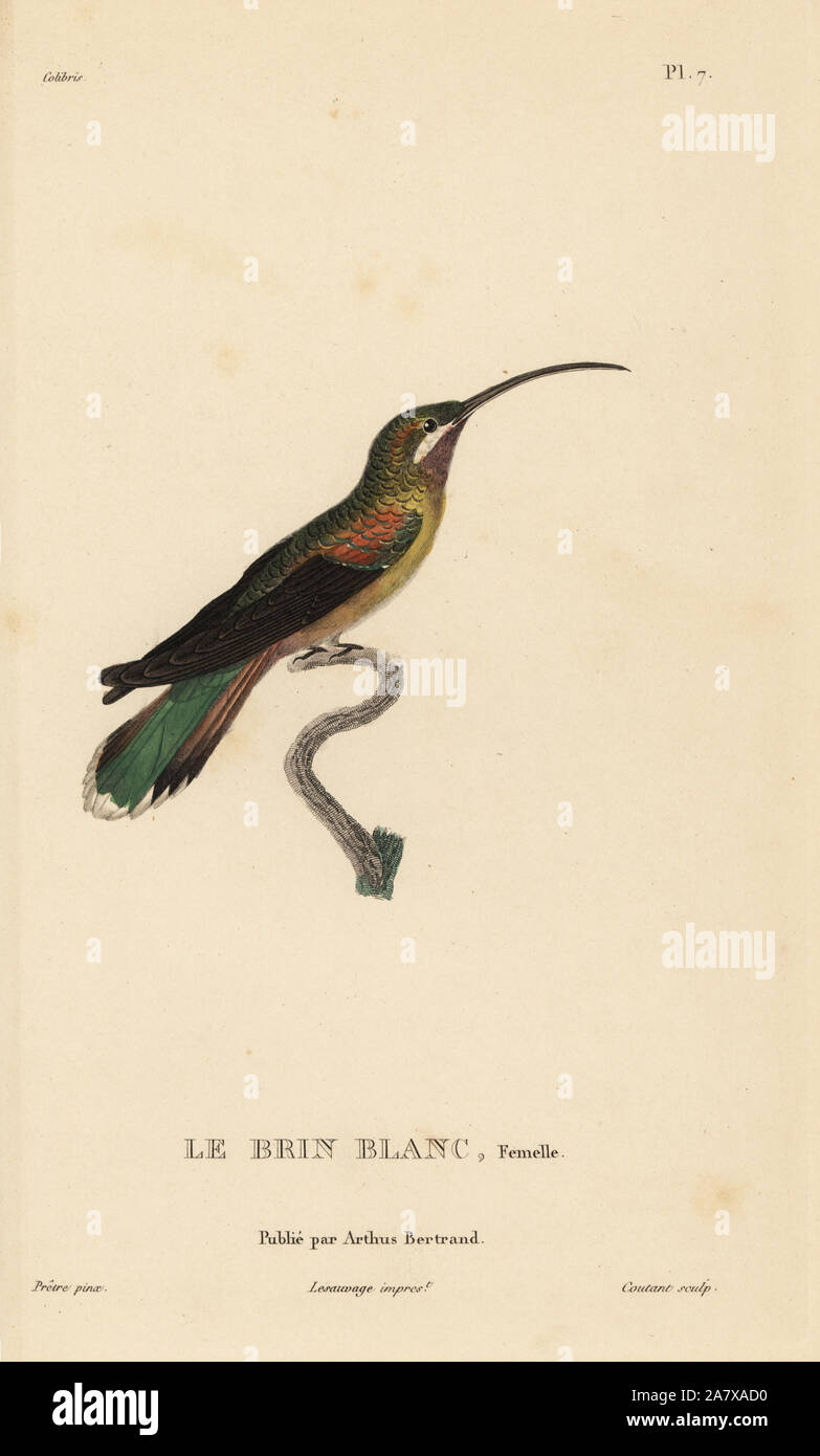 Female hermit hi-res stock photography and images - Alamy