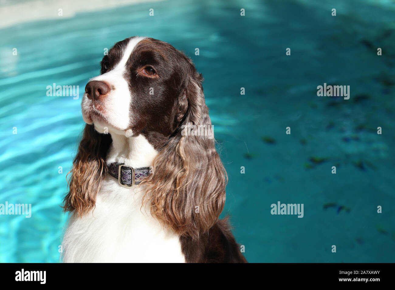 Child's Toy By Swimming Pool High Resolution Stock Photography and ...