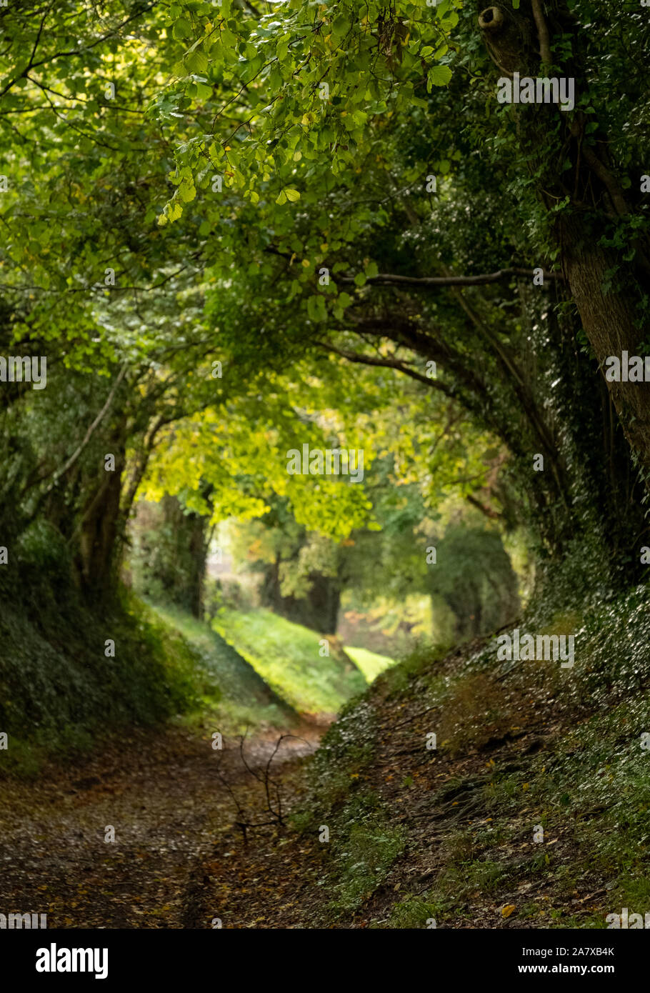 Halnaker tree tunnel near Chichester in West Sussex UK, with sunlight ...