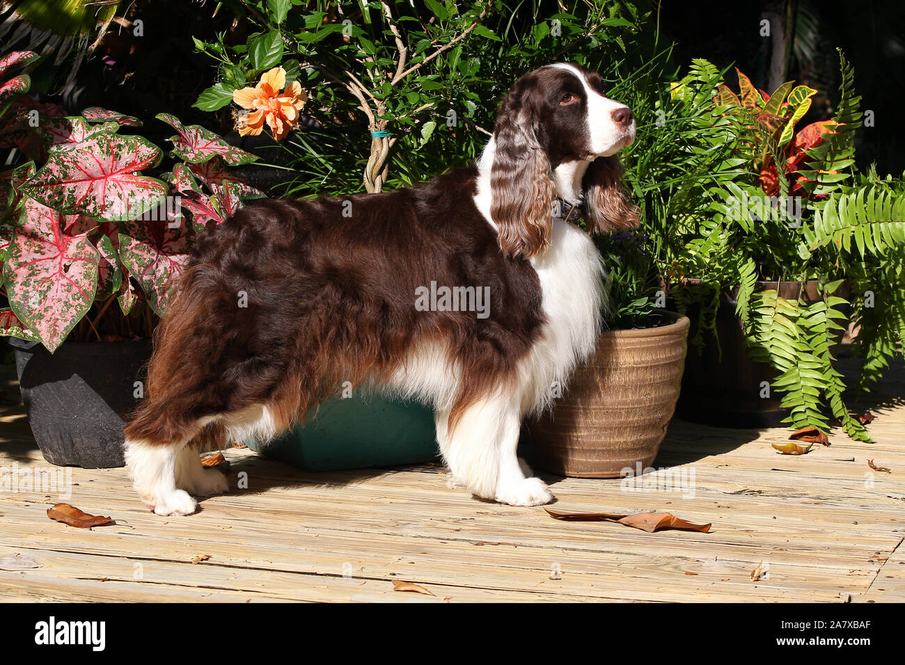 Sprocker standing hi-res stock photography and images - Alamy