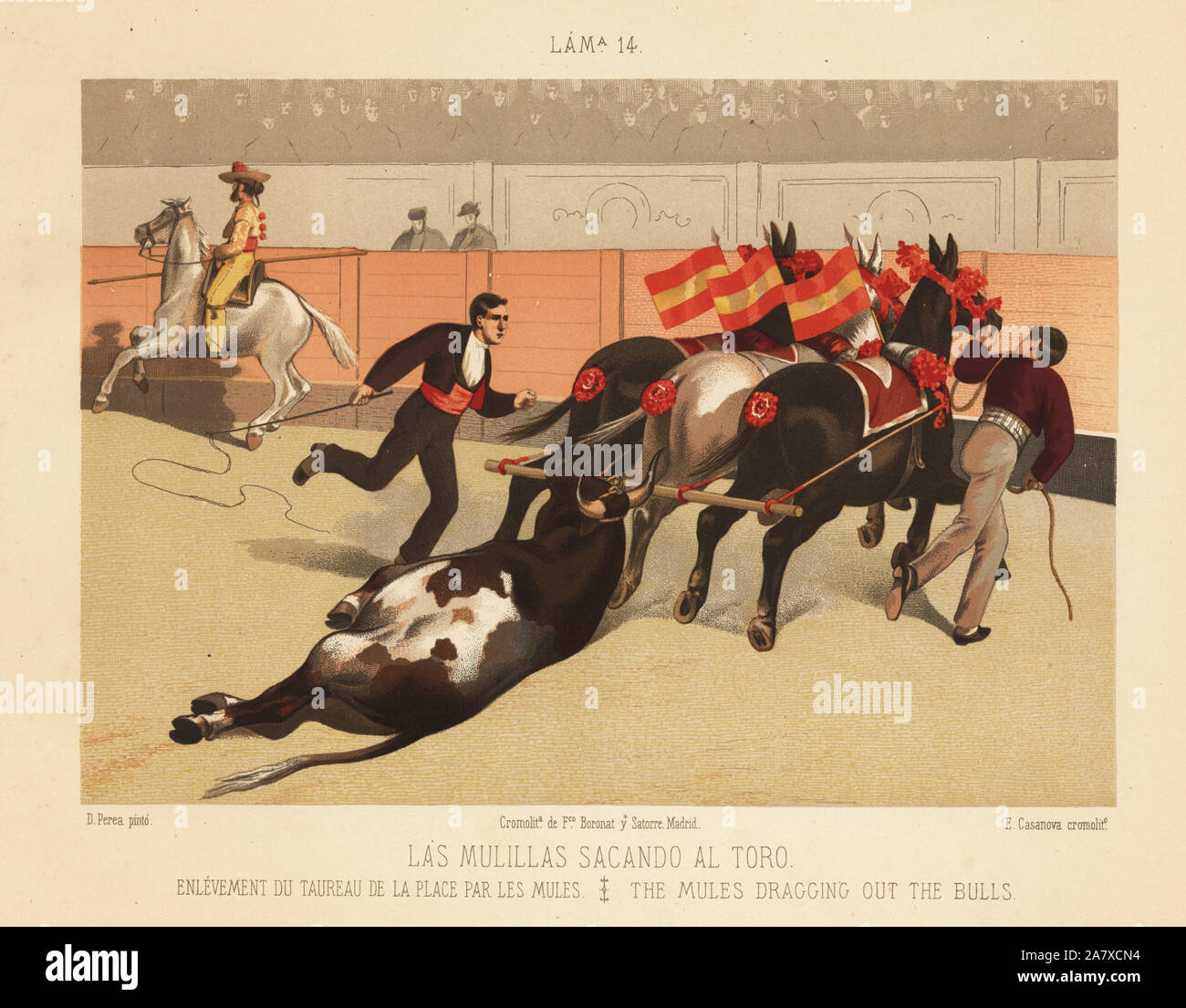 Team of mules hi-res stock photography and images - Alamy