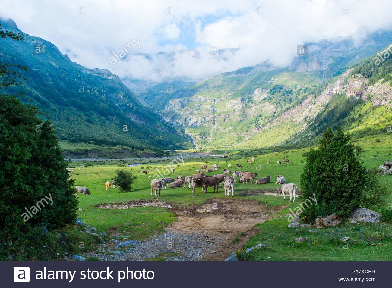 Monkey Elephant High Resolution Stock Photography and Images - Alamy