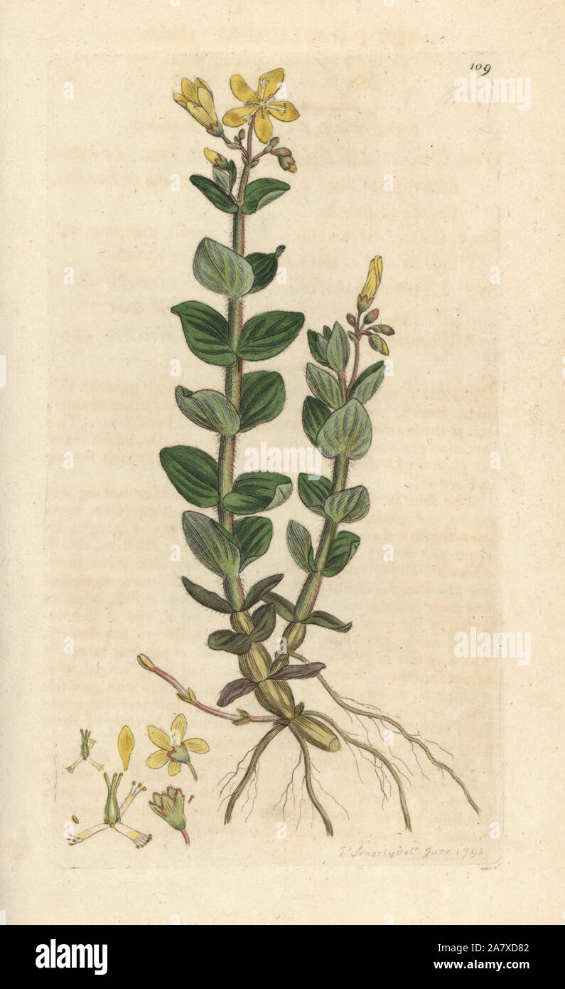 St james wort hi-res stock photography and images - Alamy