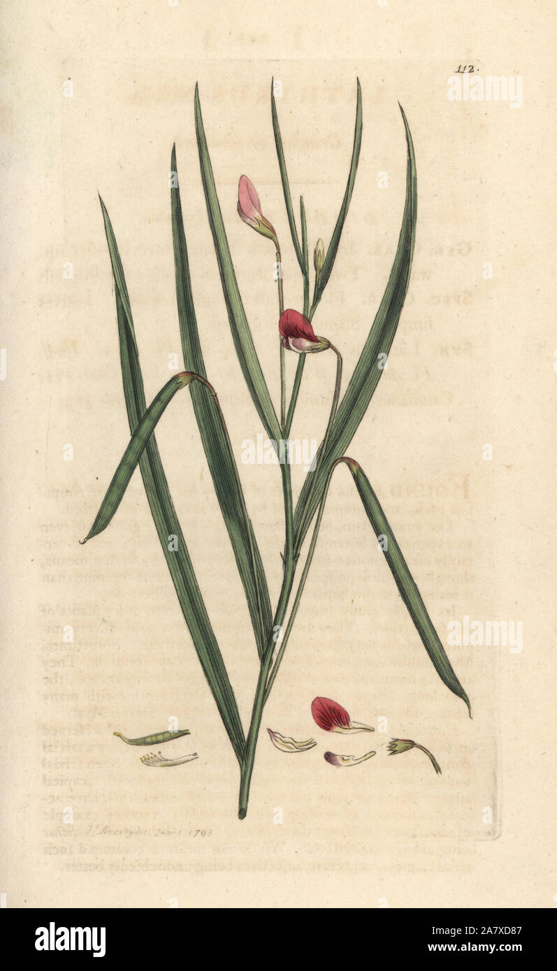 Crimson grassvetch, Lathyrus nissolia. Handcoloured copperplate ...