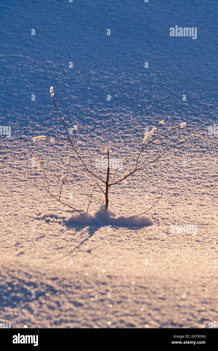 Winter branch structure hi-res stock photography and images - Alamy