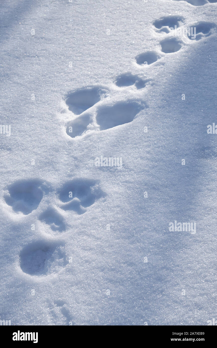 Chain of hare footprints in the snow. Natural winter background Stock ...