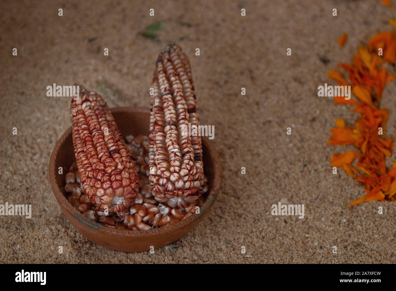 two mexican red maize inside a mexican handmade clay pot. Mexican diet ...
