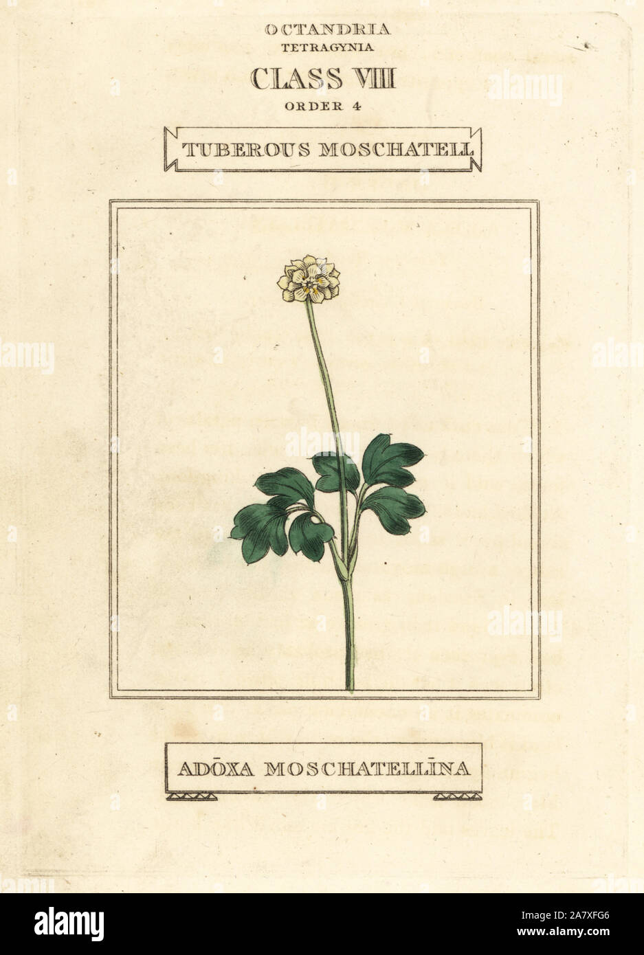 Botanical illustration of adoxa moschatellina hi-res stock photography ...