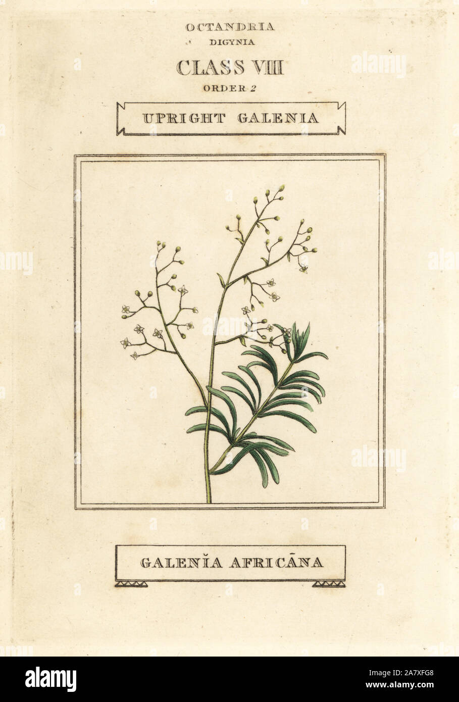 Galenia africana hi-res stock photography and images - Alamy