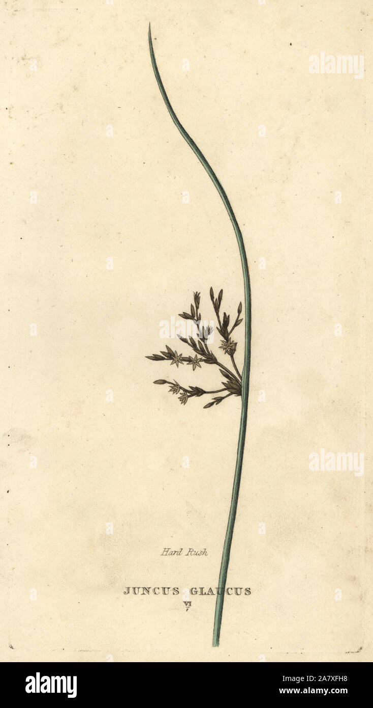 Blue rush, Juncus inflexus (Hard rush, Juncus glaucus). Handcoloured ...