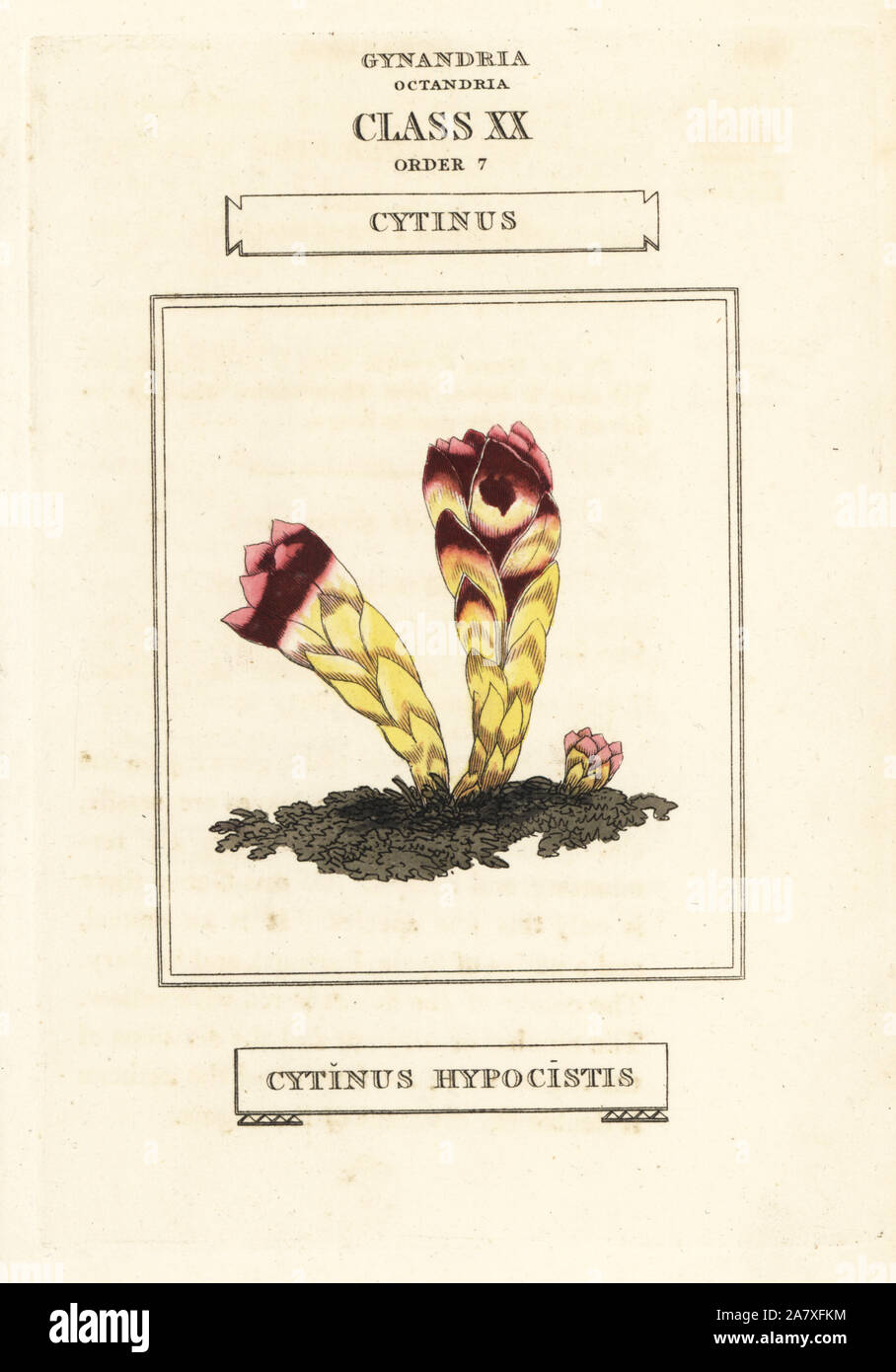 Cytinus hypocistis. Handcoloured copperplate engraving after an ...