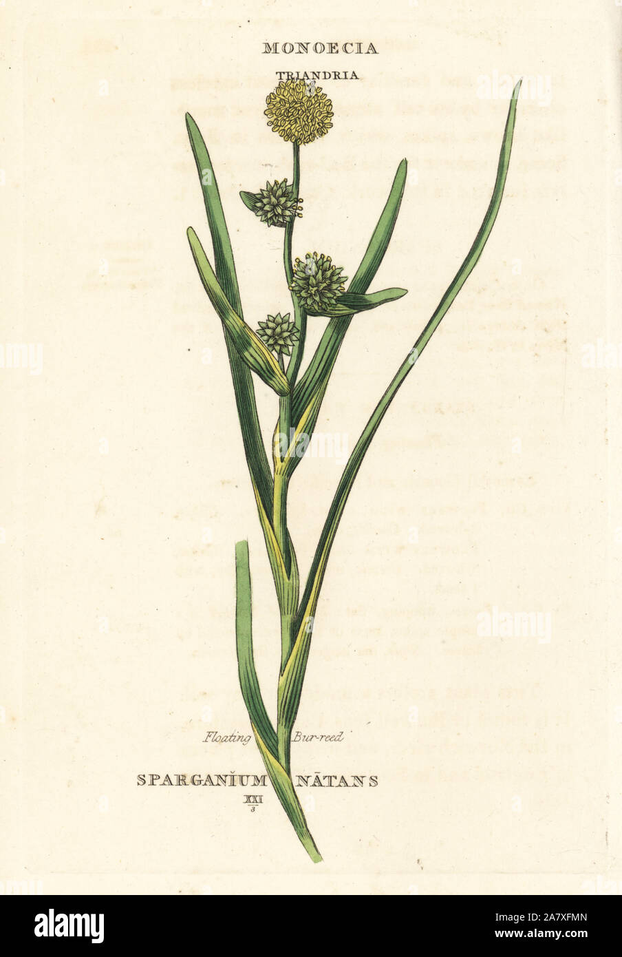Floating bur-reed, Sparganium natans. Handcoloured copperplate ...