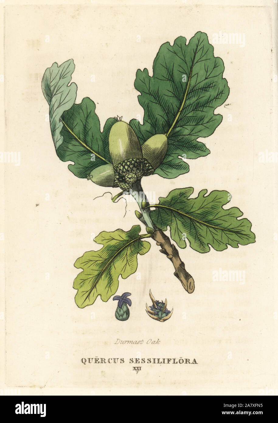 Sessile oak, Quercus petraea (Durmast oak, Quercus sessiliflora ...