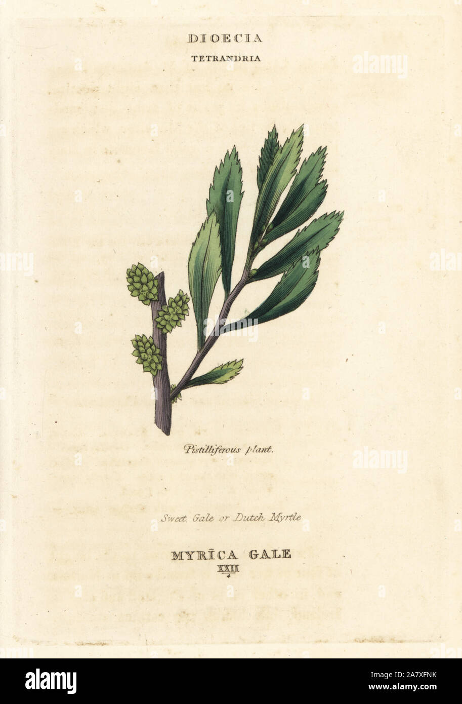 Sweet gale or Dutch myrtle, Myrica gale. Handcoloured copperplate ...