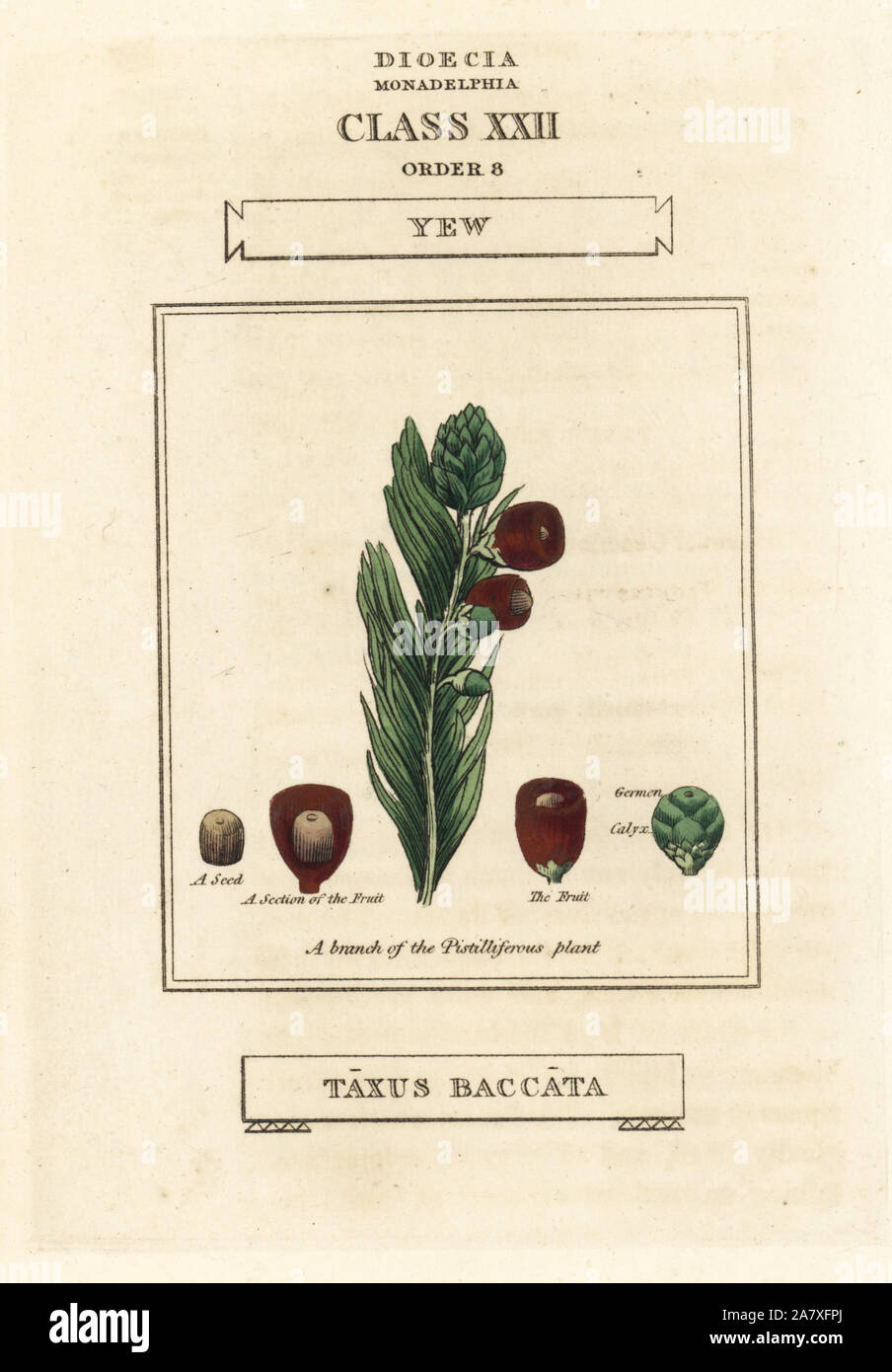 Yew tree, Taxus baccata. Handcoloured copperplate engraving after an ...