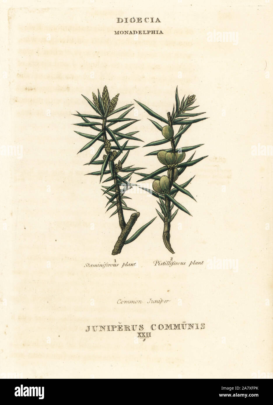 Botanical illustration juniper hi-res stock photography and images - Alamy