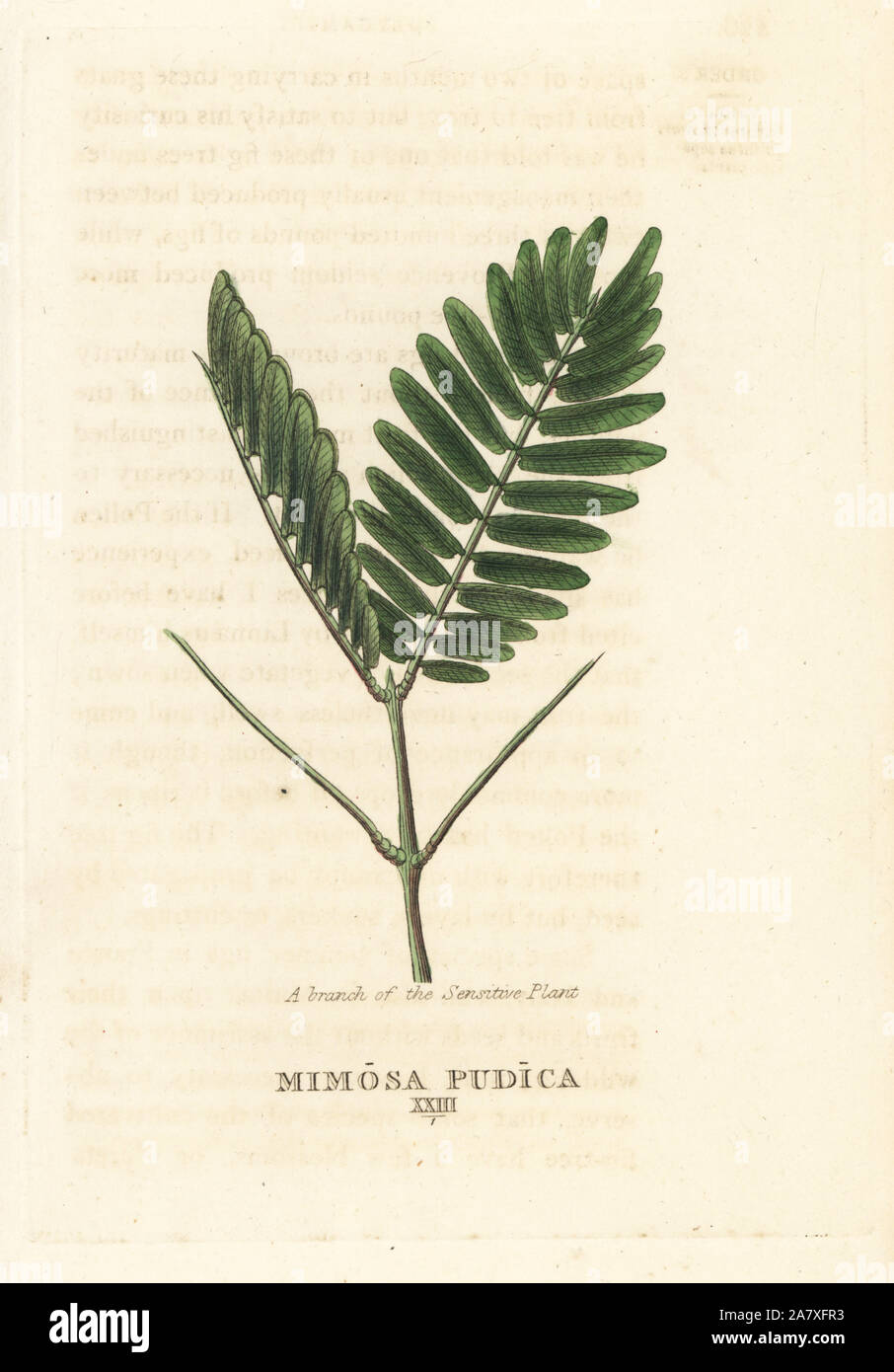 Sensitive plant, Mimosa pudica. Handcoloured copperplate engraving ...