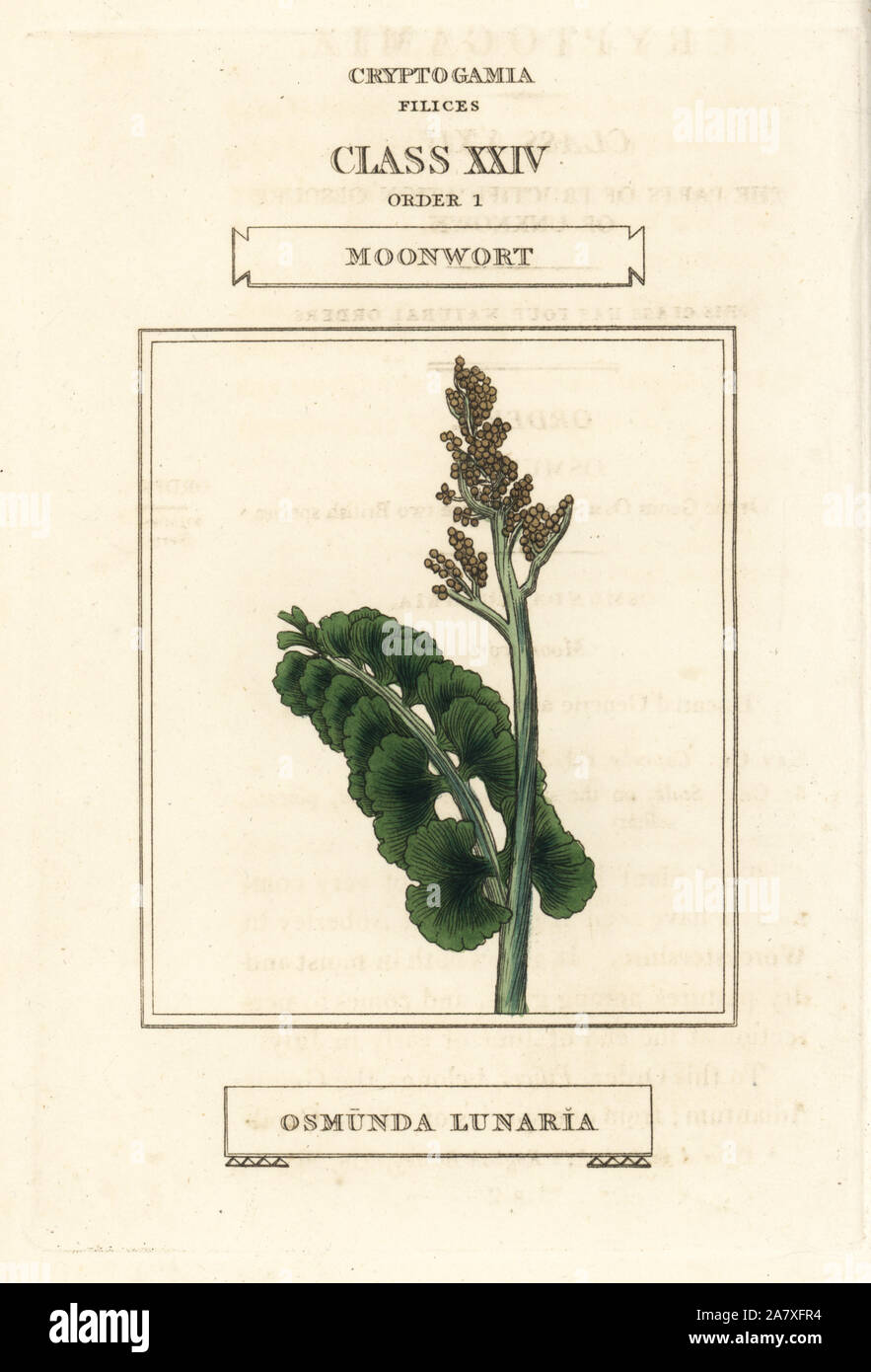 Moonwort botrychium lunaria hi-res stock photography and images - Alamy