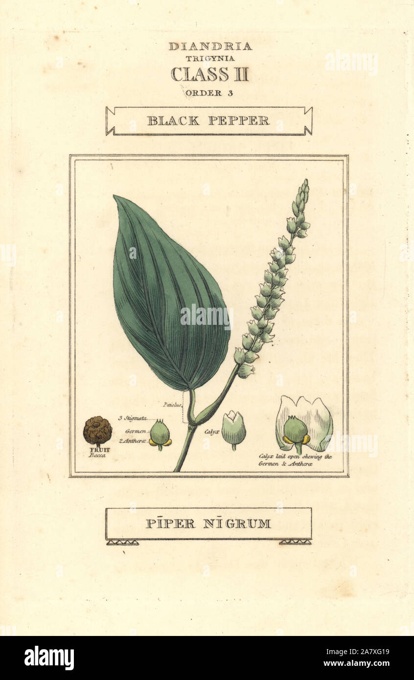 Black pepper plant illustration hi-res stock photography and images - Alamy