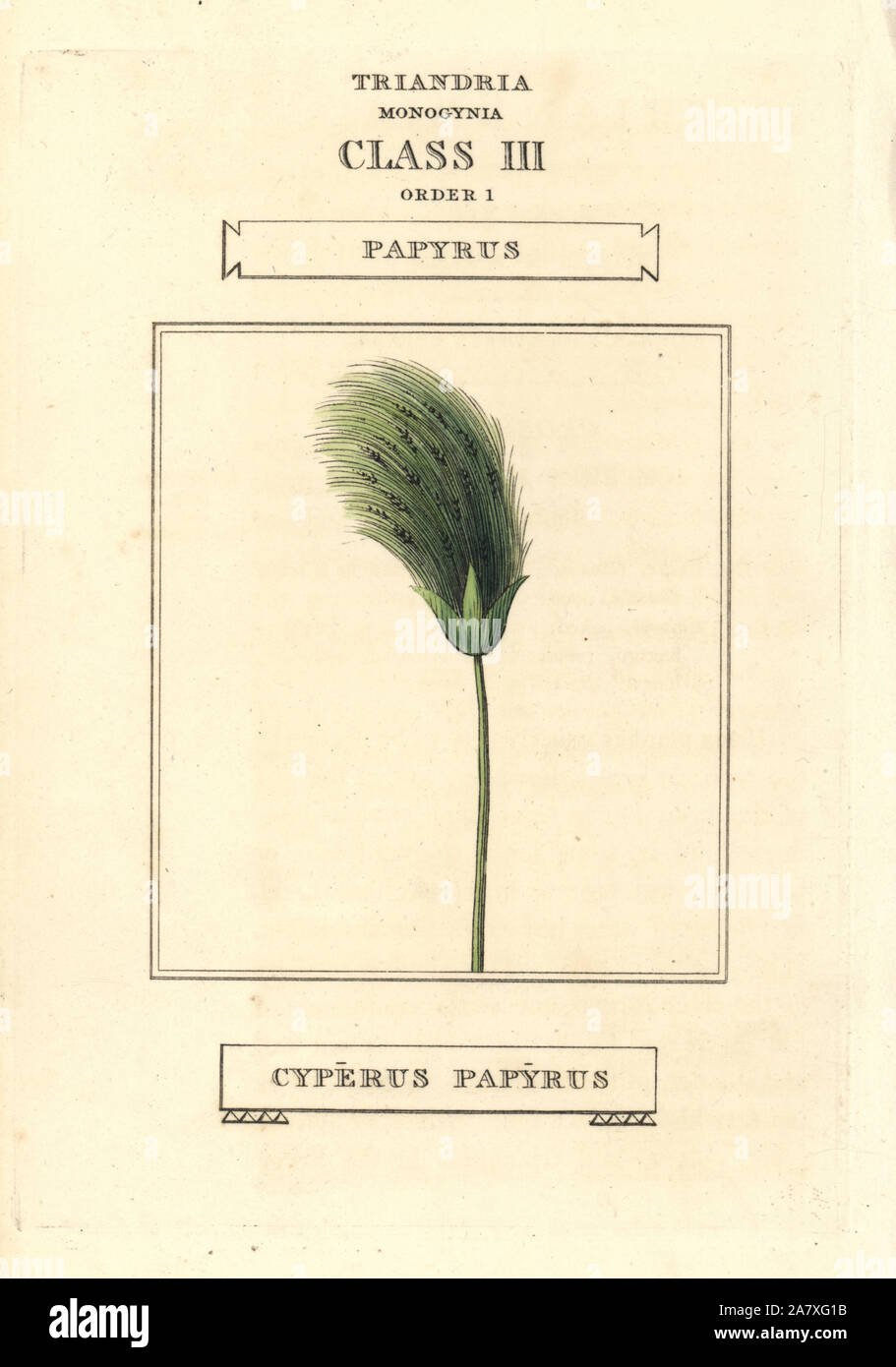 Papyrus grass, Cyperus papyrus. Handcoloured copperplate engraving ...