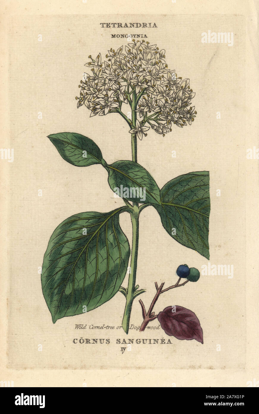Wild cornel tree or dogwood, Cornus sanguinea. Handcoloured copperplate ...