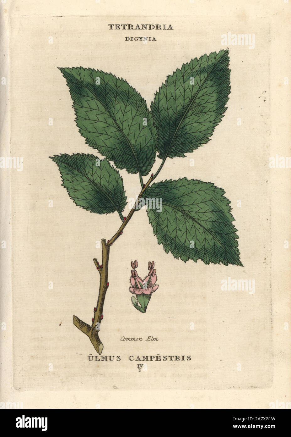 Common elm, Ulmus glabra (Ulmus campestris). Handcoloured copperplate ...