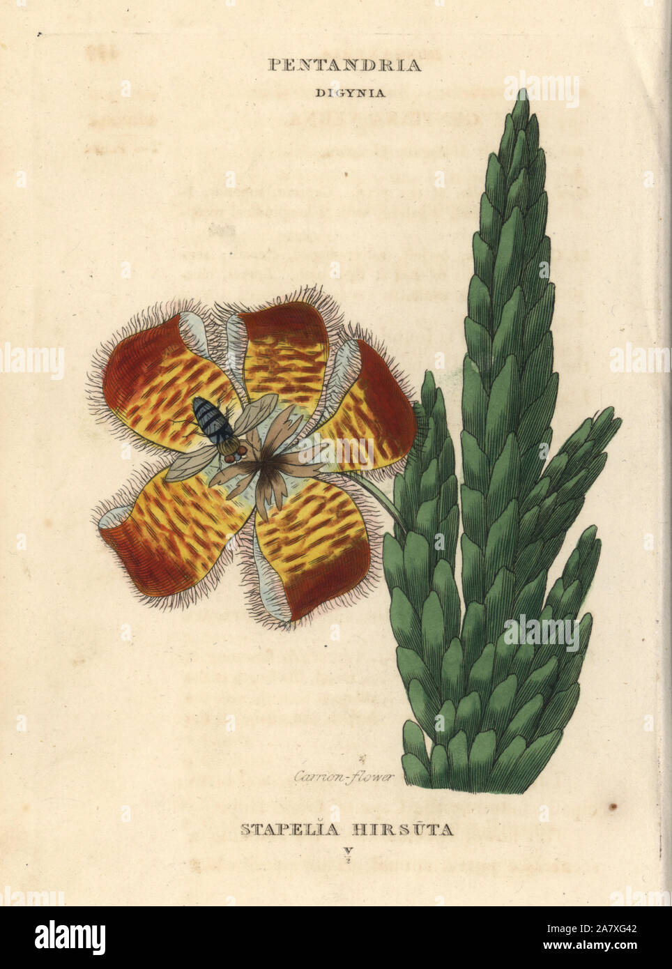 Carrion flower or fetid stapelia, Stapelia hirsuta. Handcoloured ...