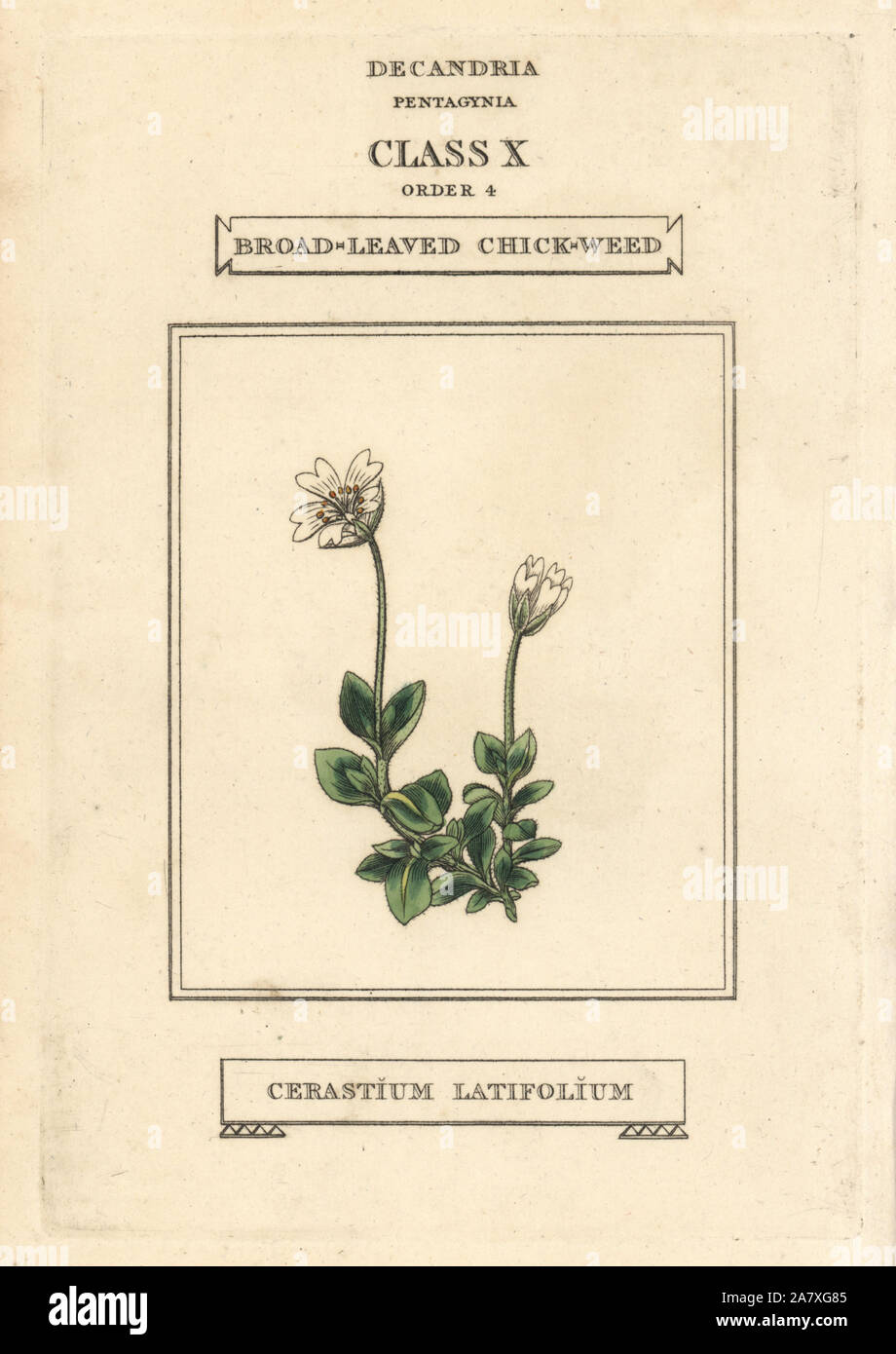 Broad-leaved chickweed, Cerastium latifolium. Handcoloured copperplate ...