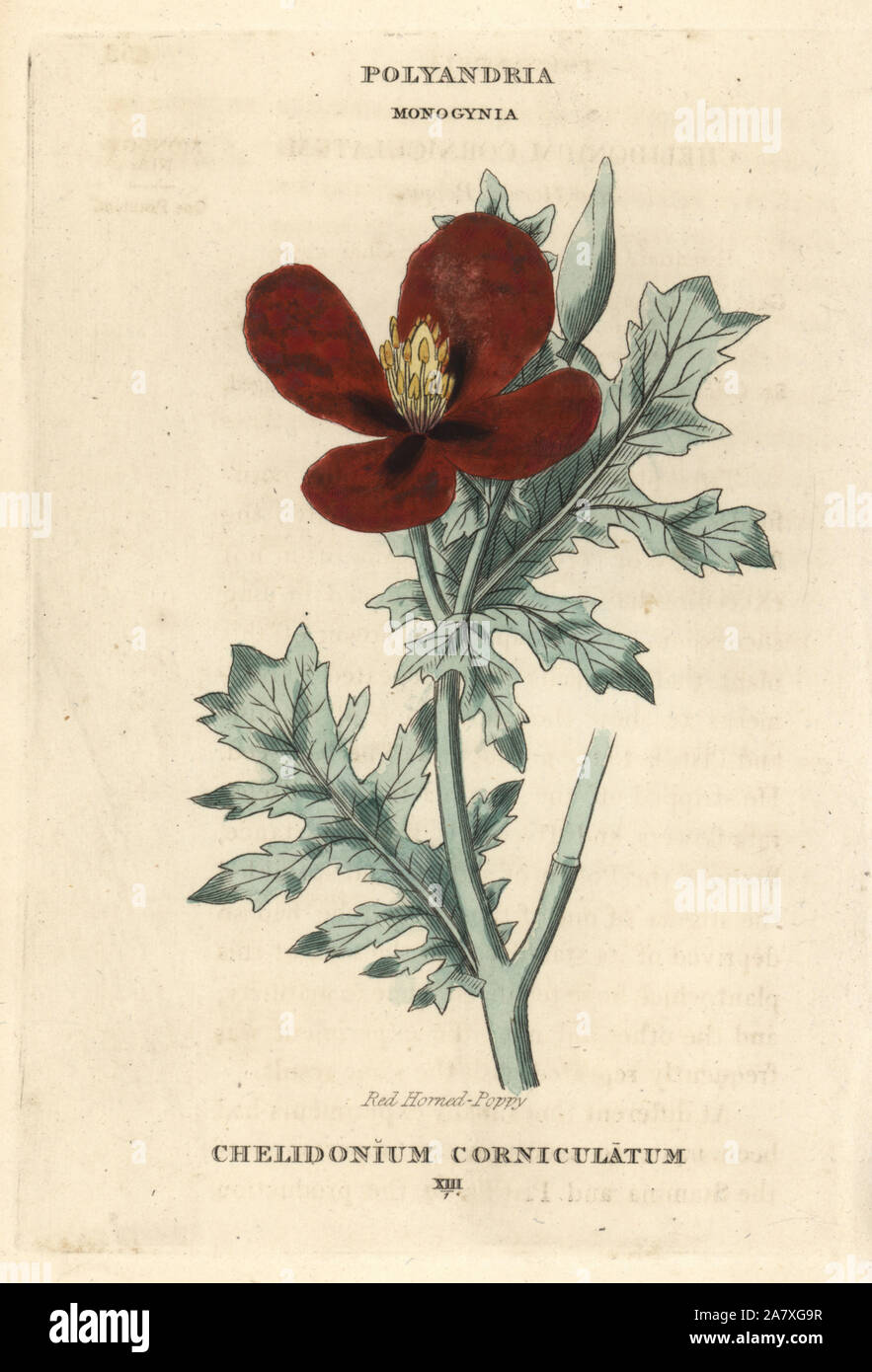 Red horned poppy, Glaucium corniculatum (Chelidonium corniculatum ...
