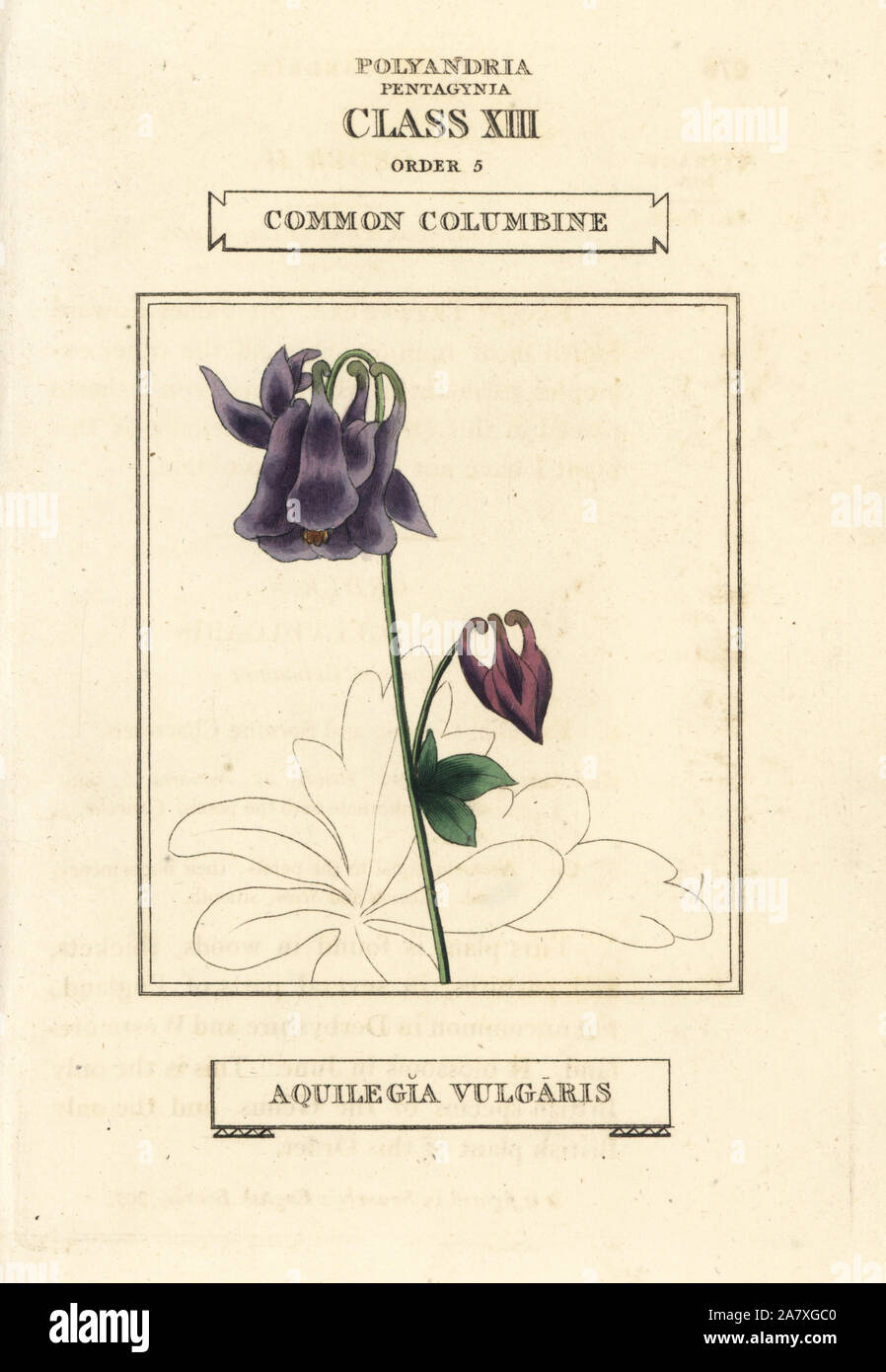 Common columbine, Aquilegia vulgaris. Handcoloured copperplate ...