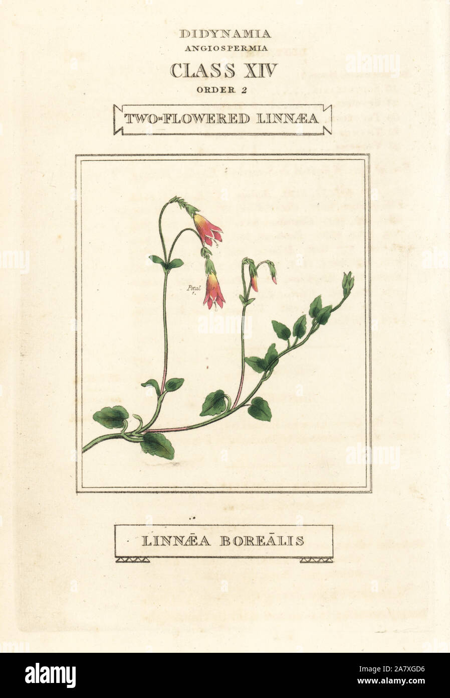 Twinflower or two-flowered linnaea, Linnaea borealis. Handcoloured ...