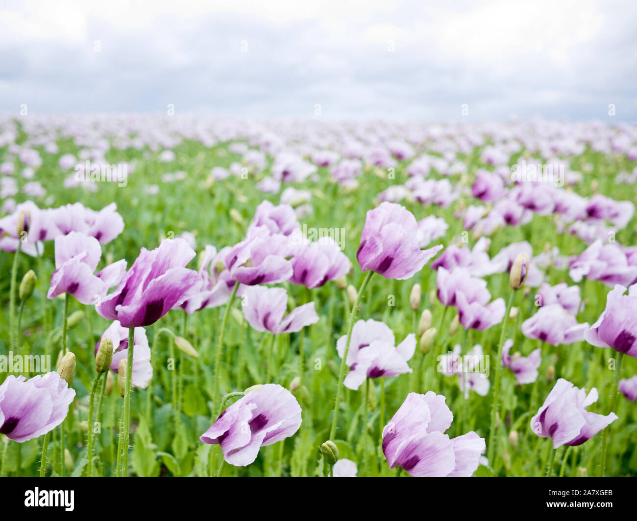 Purple poppy field hi-res stock photography and images - Alamy