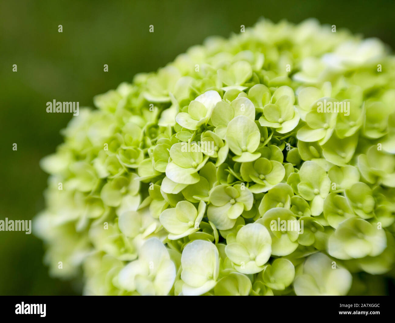 Green hydrangea hi-res stock photography and images - Alamy