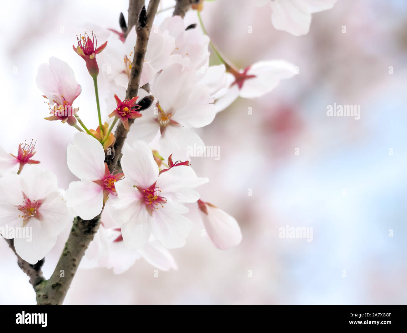 Light pink cherry blossoms Stock Photo - Alamy