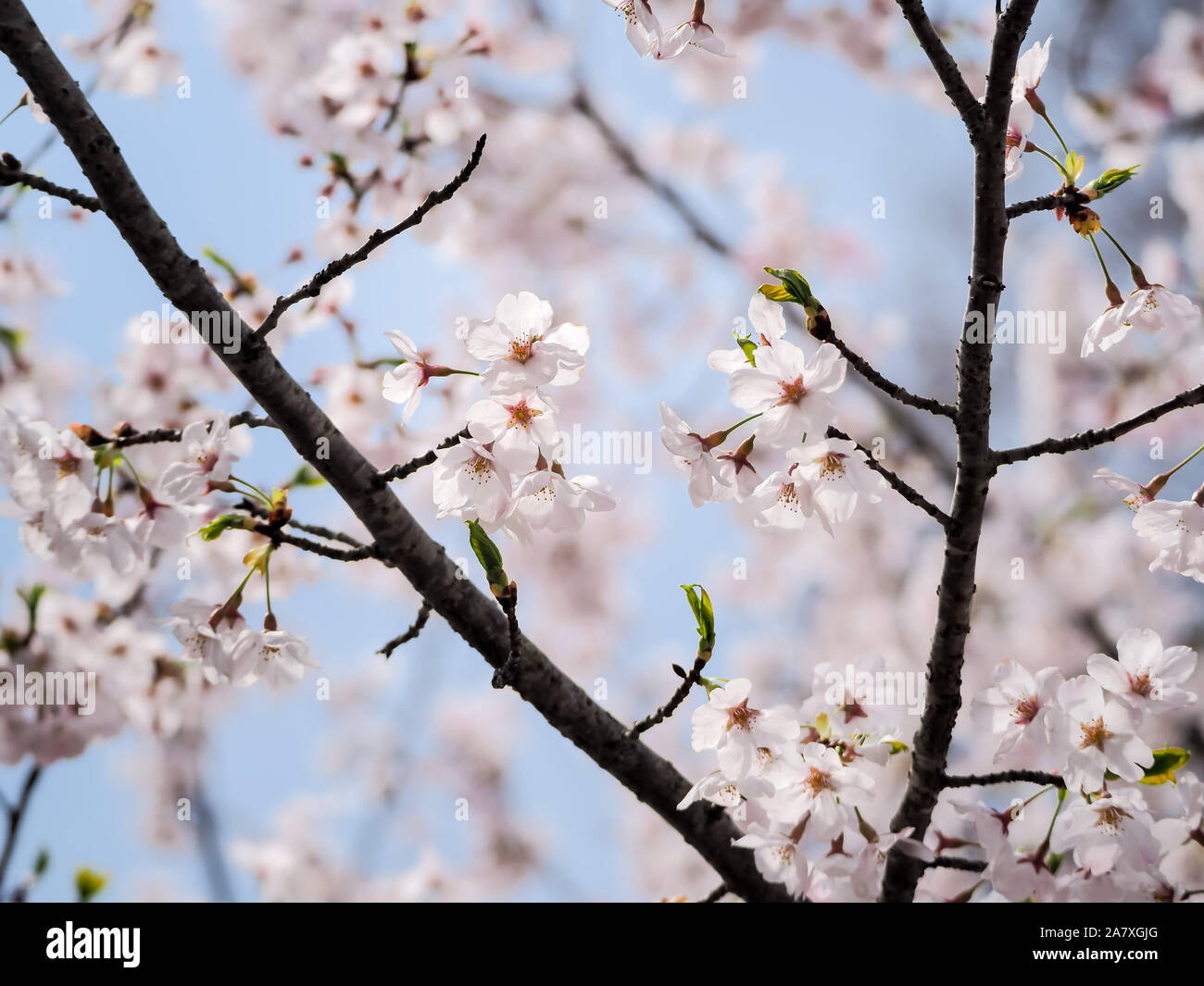 Light pink cherry blossoms on a tree Stock Photo - Alamy
