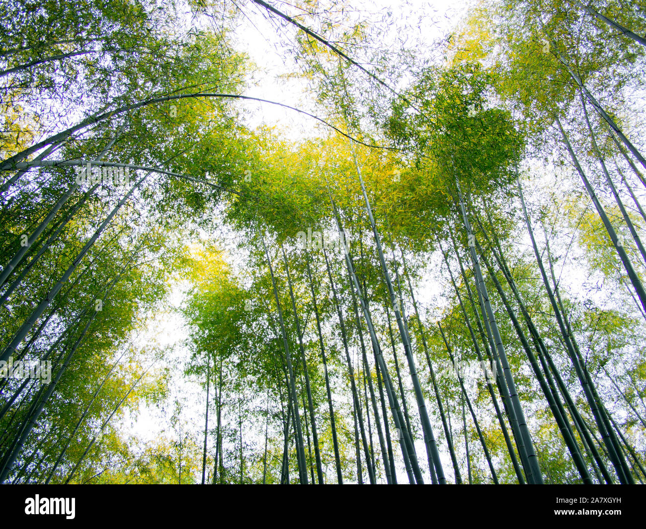Sunlight bamboo forest hi-res stock photography and images - Alamy