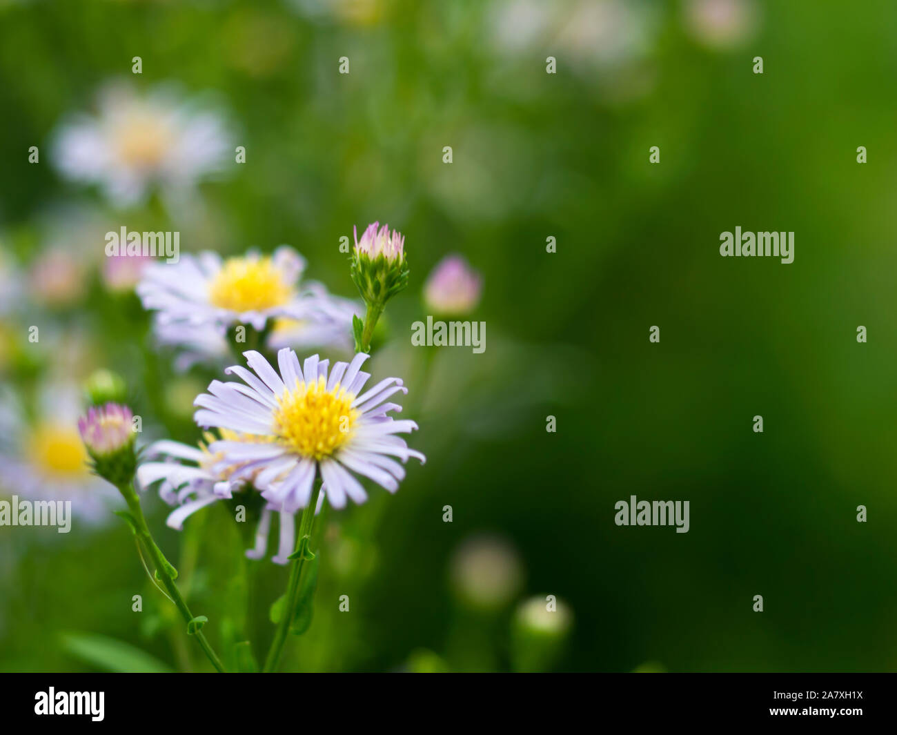 Field of blooming purple daisies hi-res stock photography and images ...