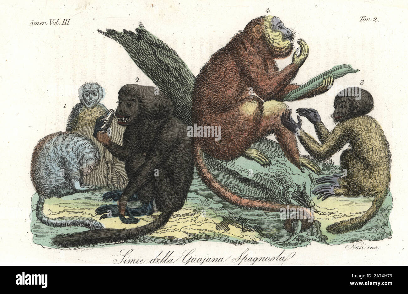 Manners and customs of monkeys hi-res stock photography and images - Alamy
