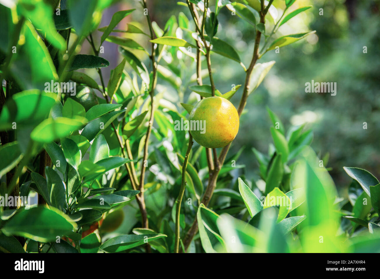 Orange on tree in farm with the sunlight Stock Photo - Alamy
