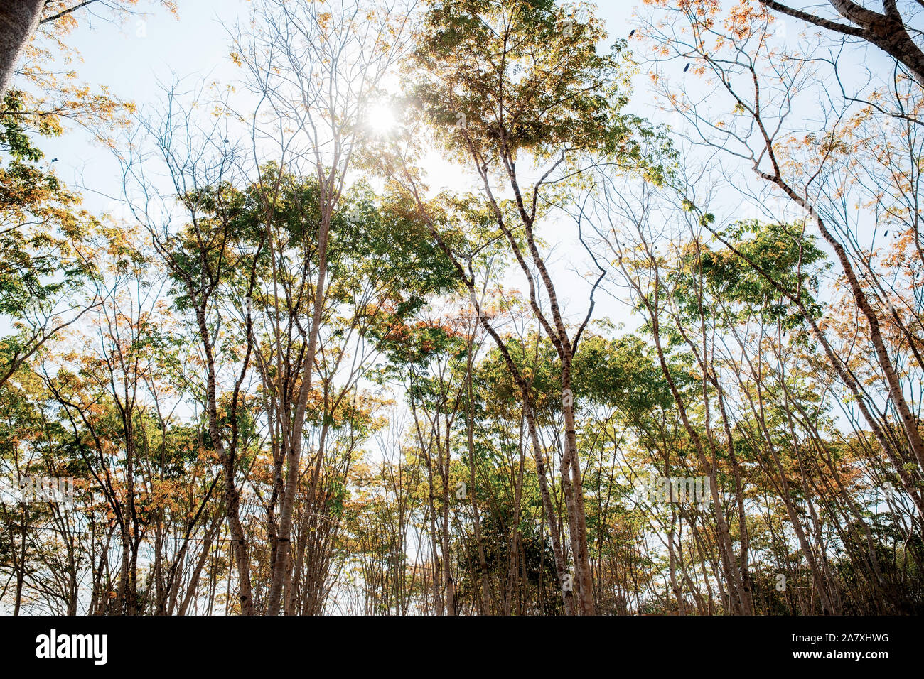 Trees and branches that are dry in the summer Stock Photo - Alamy