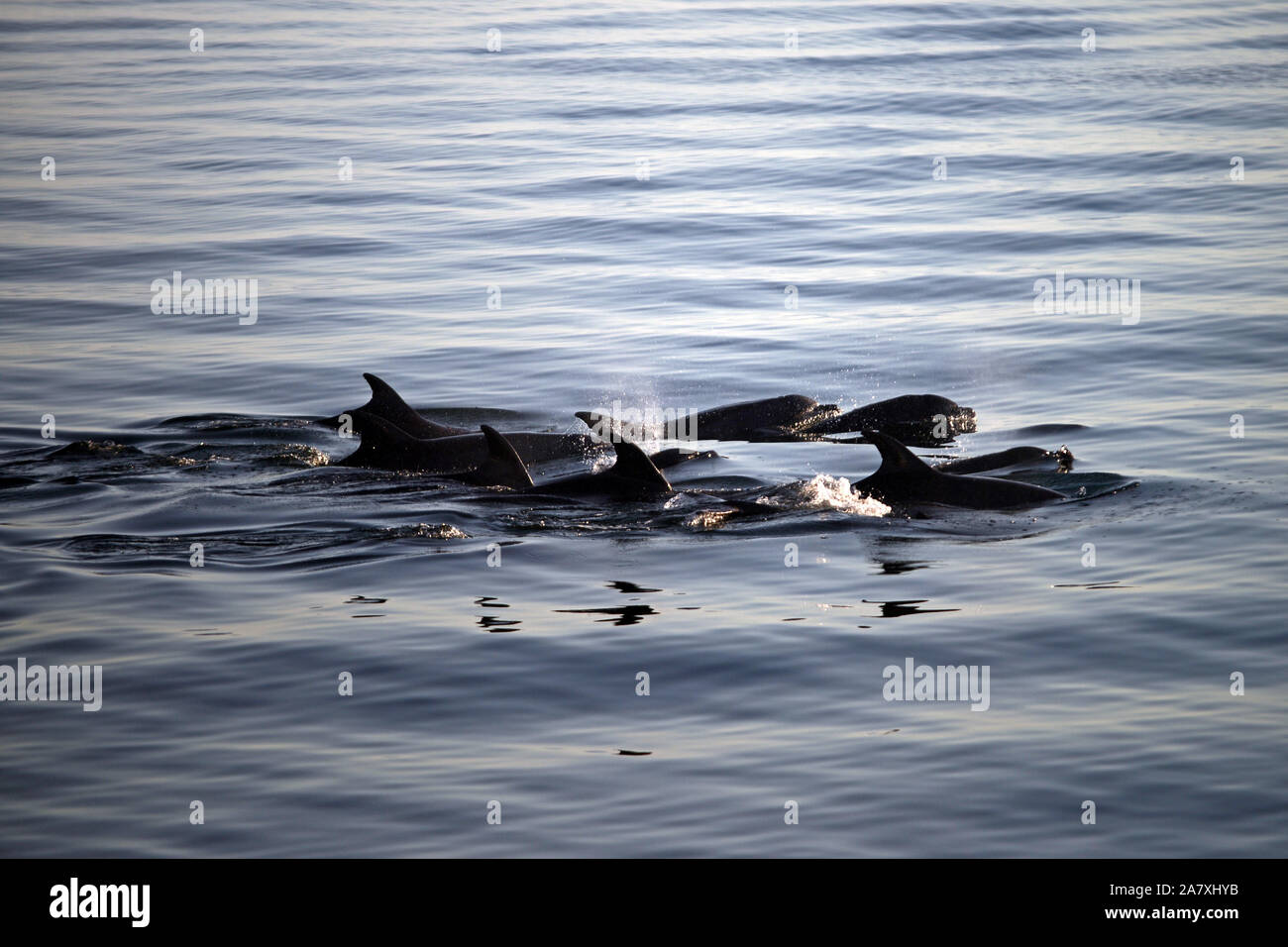 Bottlenose dolphins, Tursiops truncatus, Gulf of California (Sea of Cortez), Baja California ...