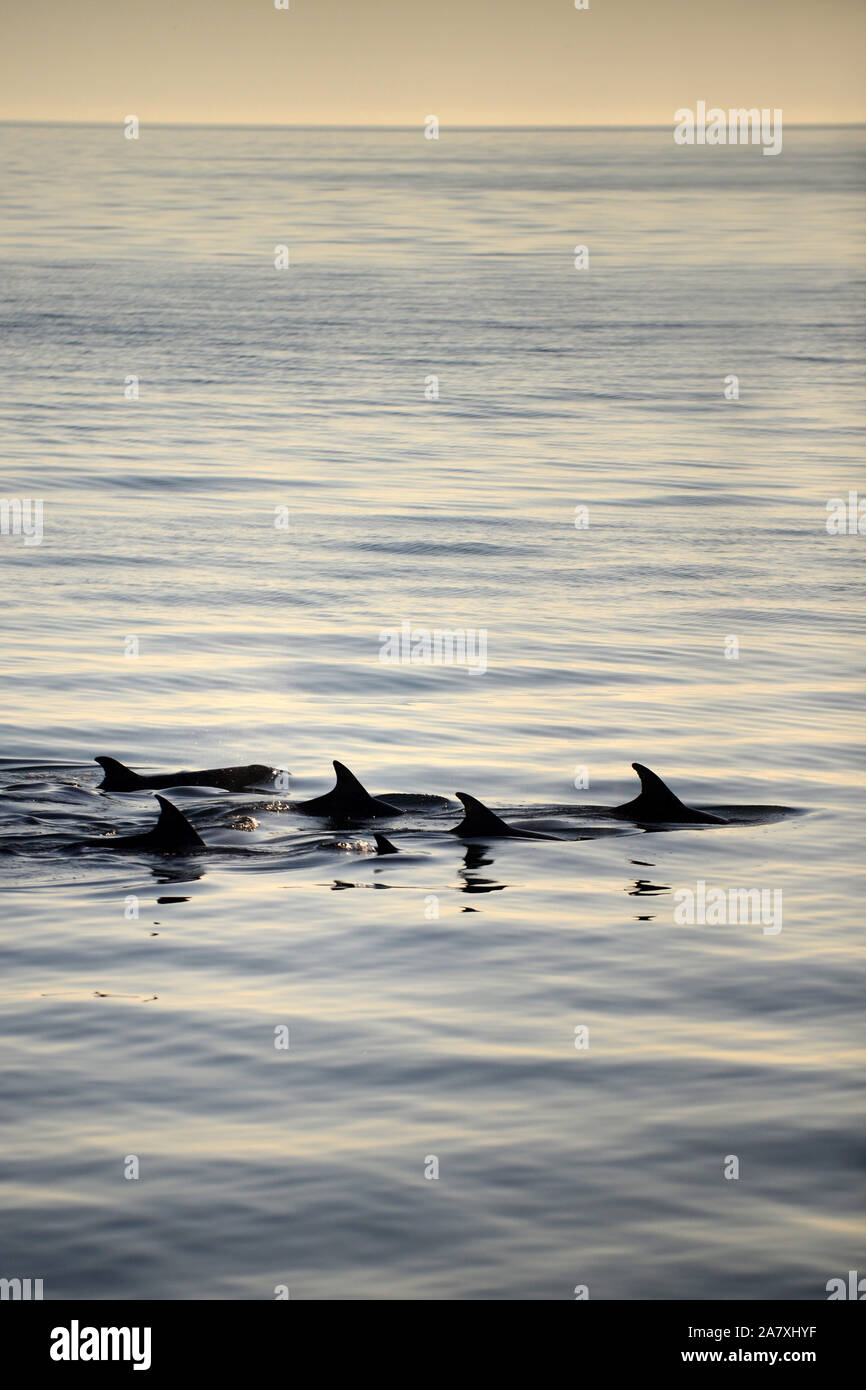 Bottlenose dolphins, Tursiops truncatus, Gulf of California (Sea of Cortez), Baja California ...
